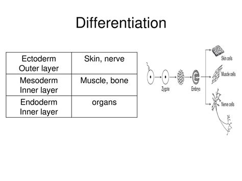 Do Now Using The Following Diagram Answer The Following Questions Ppt Download