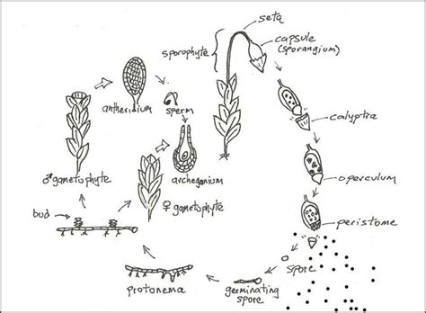 Bryophytes Lifecycle Ohio Plants