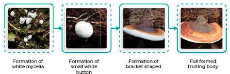 Figure 1 From A Review Of Factors Affecting Ganoderma Basal Stem Rot