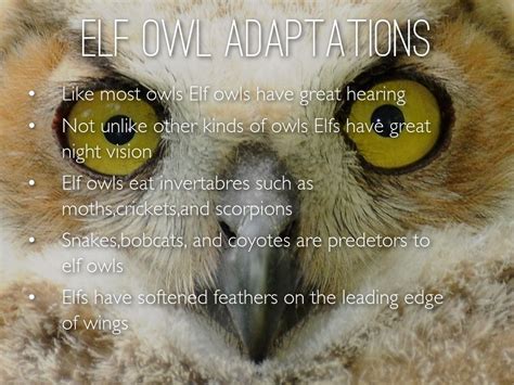Elf Owls By Samantha Hollenhorst