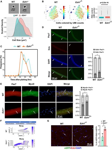 Polycomb Ezh1 Maintains Murine Muscle Stem Cell Quiescence Through Non Canonical Regulation Of