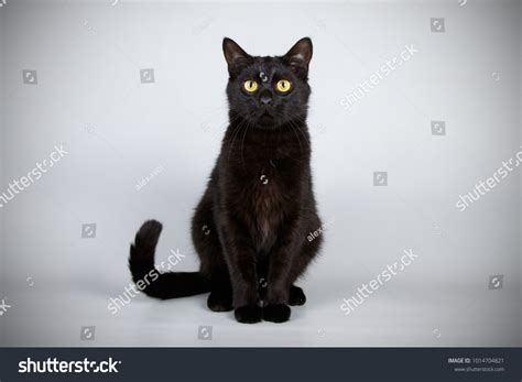 Black Cat Sitting Down