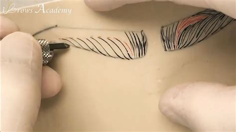 Applied Microblading Patterns Left Eyebrow S Curve IBrows Academy YouTube