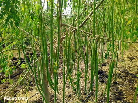 How To Grow And Care Moringa Plant Growing Drumstick Tree