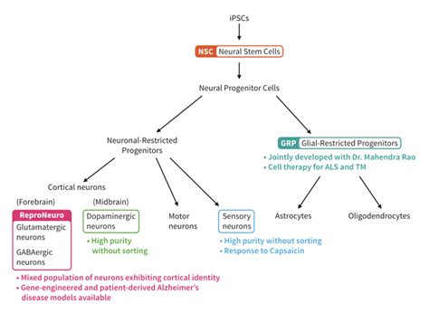 Neuronal Differentiation Services
