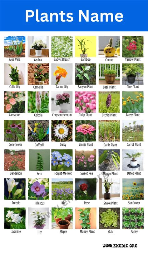 Kinds Of Plants With Names