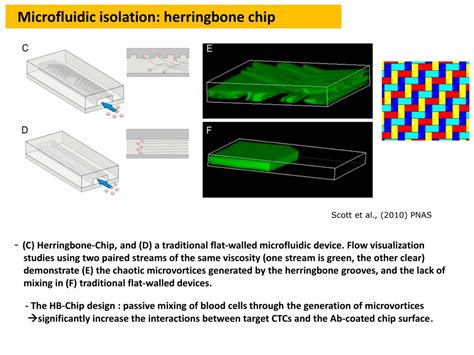 Ppt Circulating Tumor Cells Ctcs Powerpoint Presentation Free