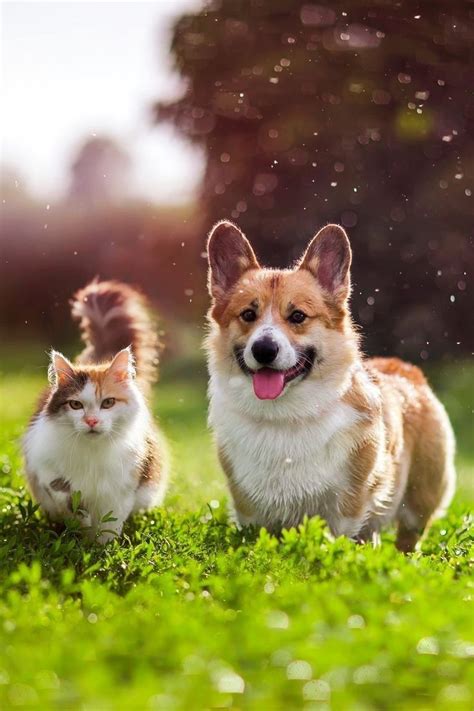 Friends | Котопес, Самые милые животные, Собаки