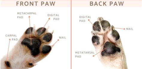 Canine Anatomy Flashcards Quizlet