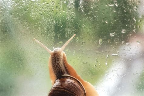 premium photo snail crawls on window glass in rain drops