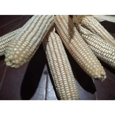 Natural African Tall Maize Seed Packaging Type Loose Packaging Size