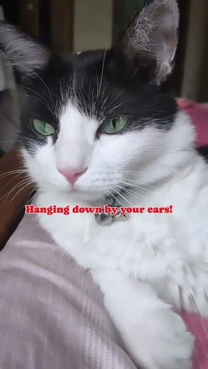 You Mean My 🐖 😍 Cat Charlie Catlover Cute Catto Funnyvideo Furry