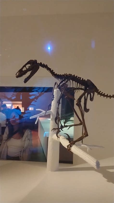 Julieraptor One Of The Smallest Raptors At The Hmns Youtube