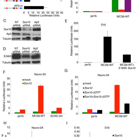 Sox10 Mcss Display Enhancer Activity In Neural Crest Derived Cell