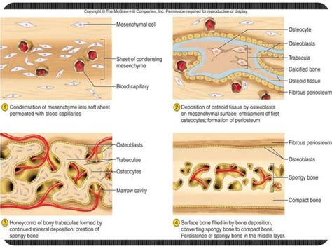 Bone Development And Growth Pptx