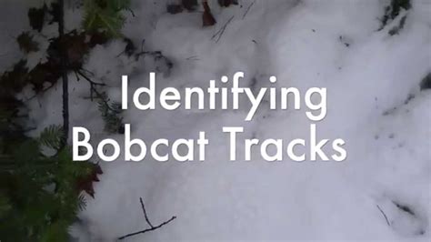 Lynx Vs Bobcat Tracks
