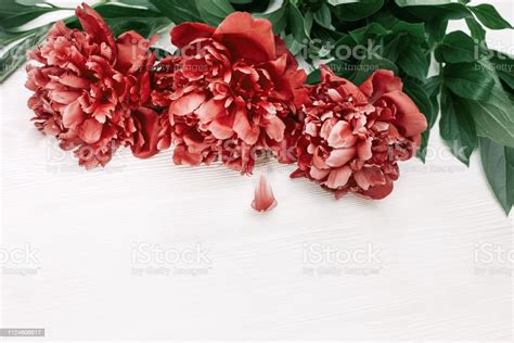 작 약의 3 개의 개화 꽃입니다 흰색 나무 배경 복사 공간에 붉은 모란 최고의 볼 수 있습니다 플랫이 하다 3가지 개체에 대한 스톡 사진 및 기타 이미지 Istock