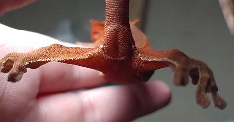 Eyelash Crested Gecko Gender Album On Imgur