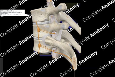 Articular Capsule Of Zygapophyseal Joint Thoracic Part Right Complete Anatomy
