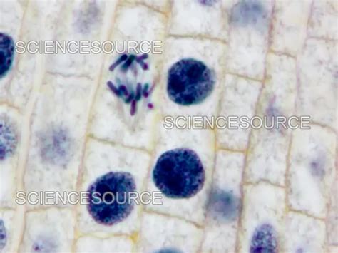 Photograph Onion Root Tip Cell Mitosis Science Source Images