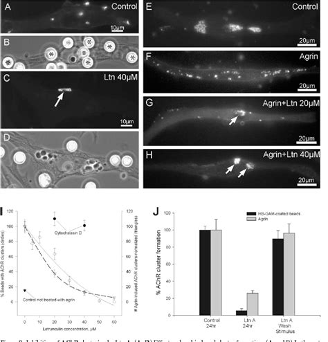 Figure 1 From The Actin Driven Movement And Formation Of Acetylcholine Receptor Clusters
