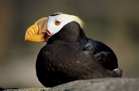 Tufted Puffin Facts — Seadoc Society