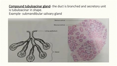 Histologyofglands 19111604193u70000pptx