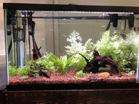 What Is This Algae Growth On Substrate Rplantedtank