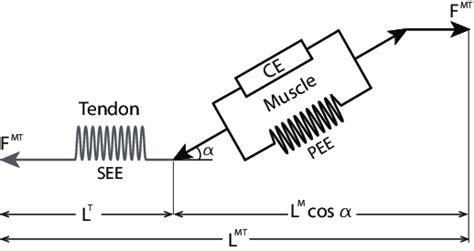 Hill Type Muscle Tendon Model Ce Contractile Element Pee Parallel Download Scientific