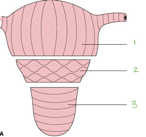 Uterine Layer Anatomy Diagram Quizlet