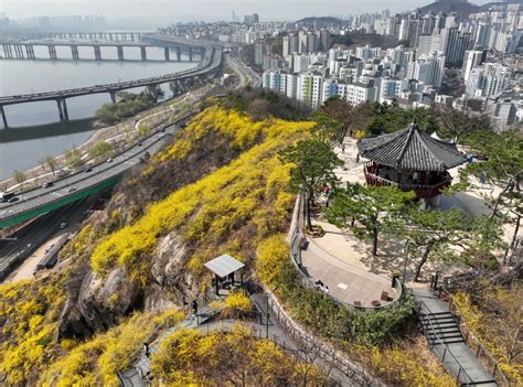 [포토] 개나리 가득한 응봉산 대한경제