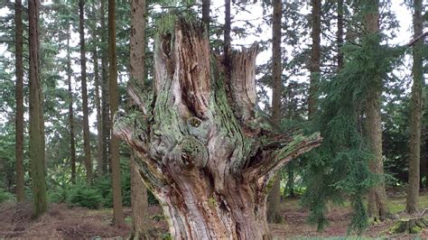 New Art Exhibition And Walk At Croft Castle National Trust