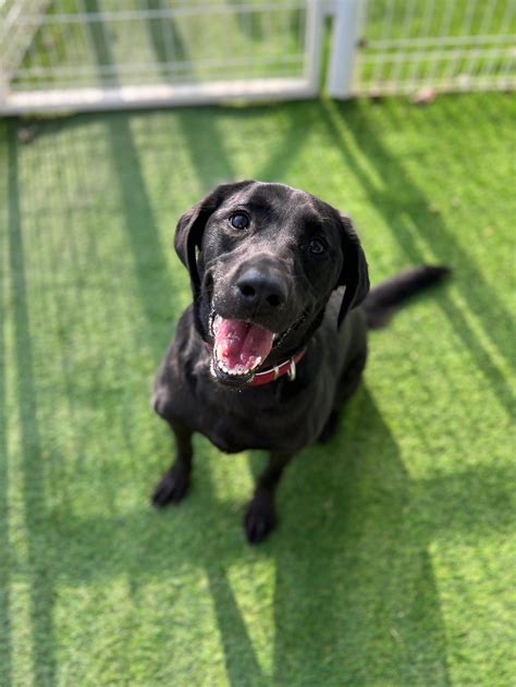 래브라도 리트리버 금이 강아지 책임무료분양♥ 입양완료 강아지무료분양 고양이무료분양 유기견입양 아이조아요양보호소