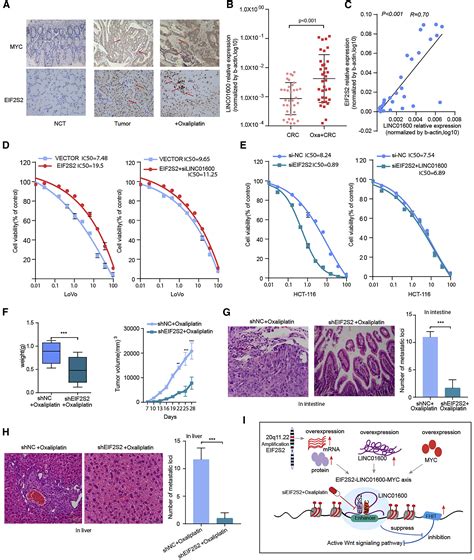 Rbp Eif2s2 Promotes Tumorigenesis And Progression By Regulating Myc Mediated Inhibition Via Fhit