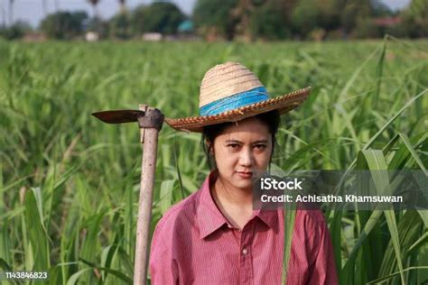 여자 농부는 손으로 사탕수수 농장에서 일하고 밀 짚 모자를 입고 괭이에 대한 스톡 사진 및 기타 이미지 괭이 귀여운 녹색 Istock