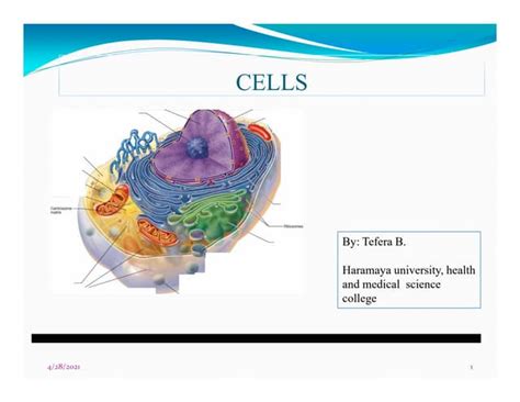 The Cell And Cell Cycle Detailed Structure And Function Of Organelles Pptx