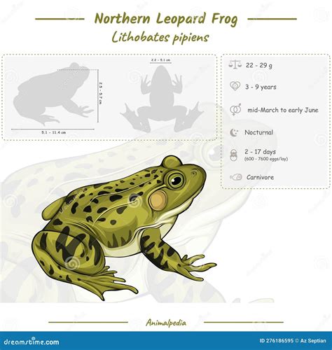 Leopard Frog Infographic Stock Vector Illustration Of Like 276186595