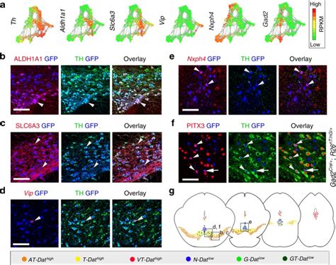 Single Cell Rna Sequencing Reveals Midbrain Dopamine Neuron Diversity