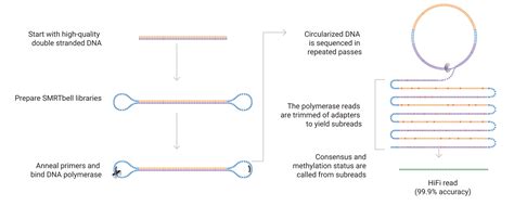 Datasets B And C Long Reads Oxford Statistical Genomics Summer School