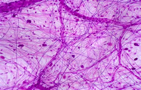 Areolar Connective Tissue