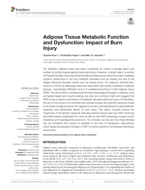 PDF Adipose Tissue Metabolic Function And Dysfunction Impact Of Burn Injury