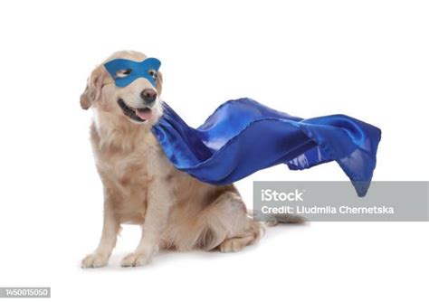 파란색 슈퍼 히어로 망토와 흰색 바탕에 마스크를 쓴 사랑스러운 개 개에 대한 스톡 사진 및 기타 이미지 개 슈퍼히어로 의상 Istock