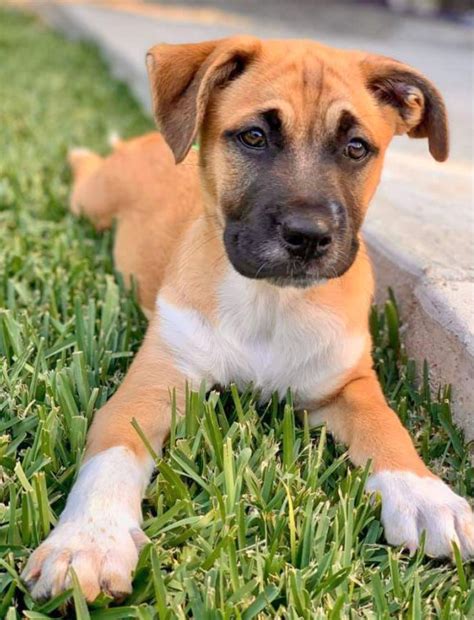 Boxer Shepherd Mix Puppies