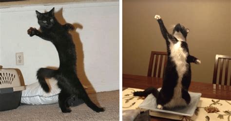 Stand Up Caturday Comedy 36 Funny Feline Pics Of Cats Standing On Two