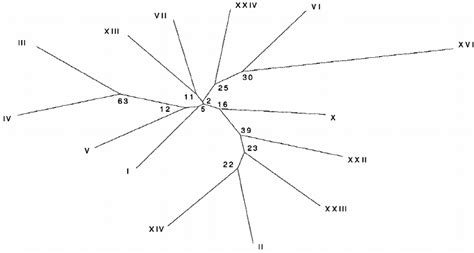 Maximum Parsimony Tree Showing The Relationships Between 14 Haplotypes
