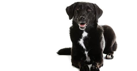 Black Australian Shepherd Lab Mix