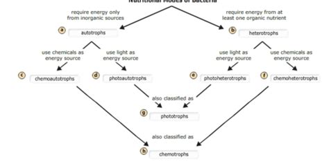 Chapter 7 Photosynthesis Ap Biology Flashcards Quizlet