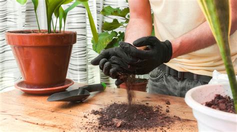 How To Propagate Cast Iron Plants
