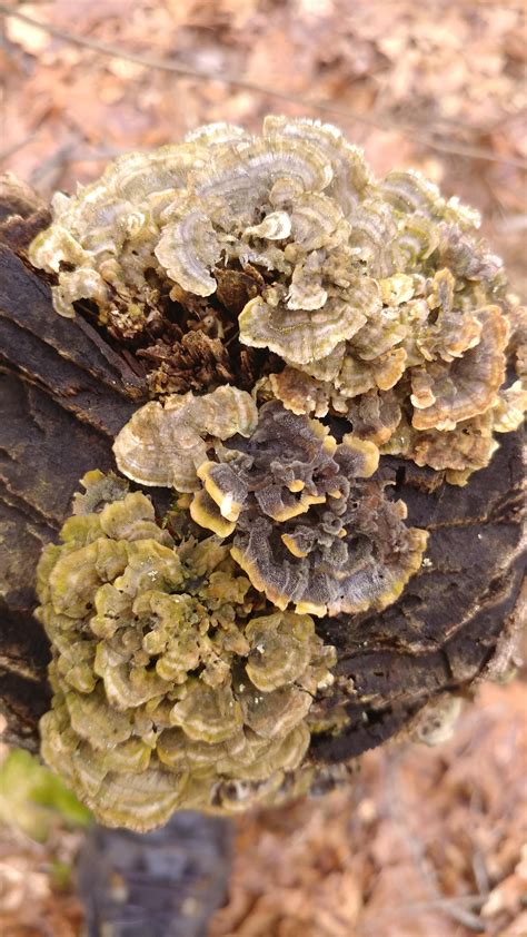Saprophytes Rmushroomporn