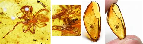 Prehistoric Bugs In Amber